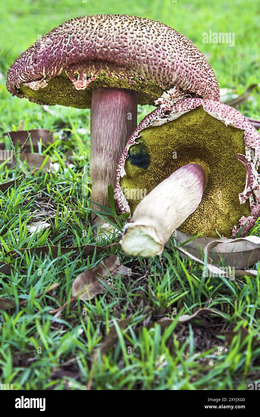 Unknown tube mushroom in New South Wale Australia Stock Photo - Alamy