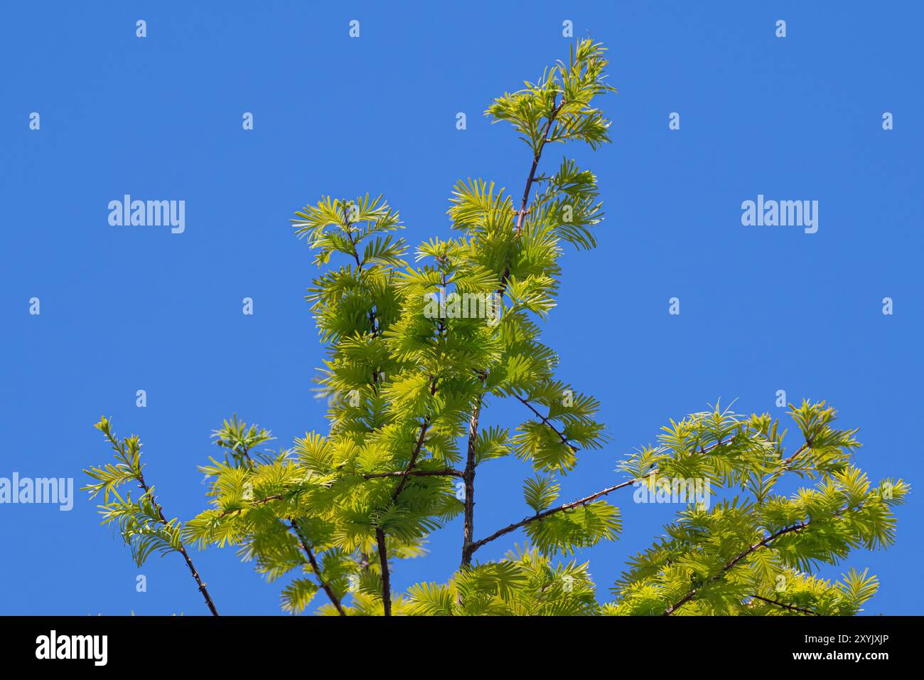 Dawn Redwood Tree - Metasequoia glyptostroboides Stock Photo - Alamy