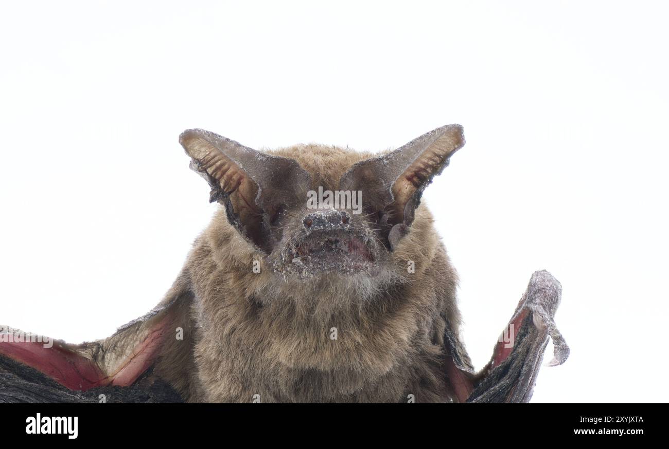 Tadarida brasiliensis - Mexican or Brazilian free tailed bat. Found ...