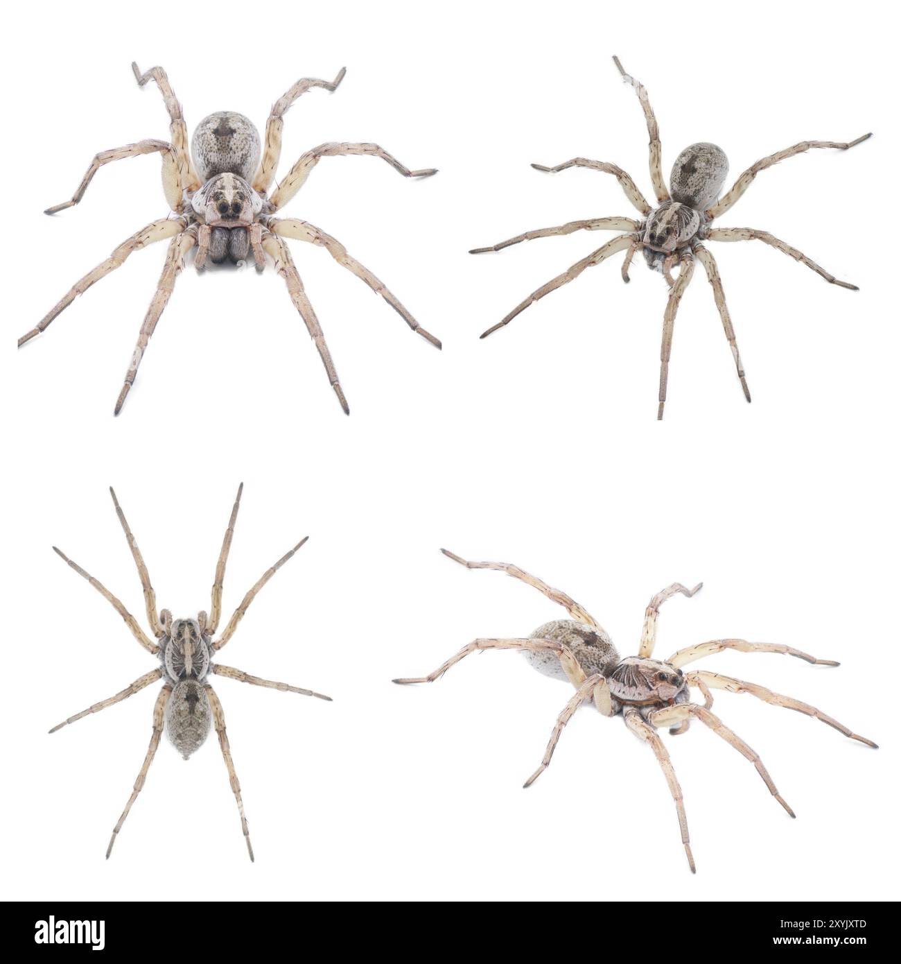Large female wolf spider - Hogna lenta - facing camera, extreme detail ...
