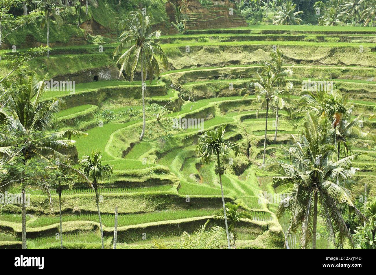 Rice terraces in Bali, Indonesia, Asia Stock Photo - Alamy