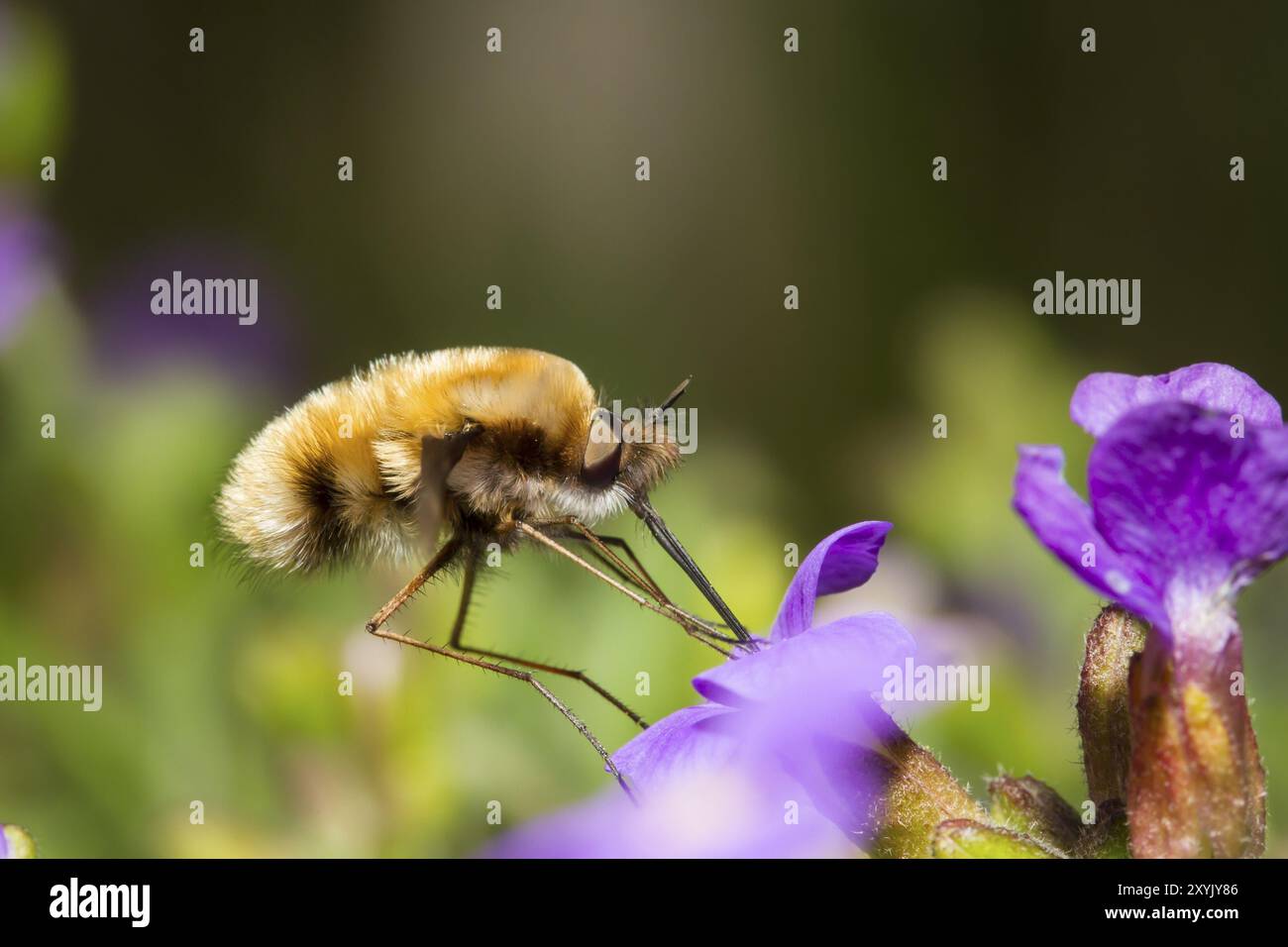 Large bee fly, Bombylius major, bee fly Stock Photo - Alamy