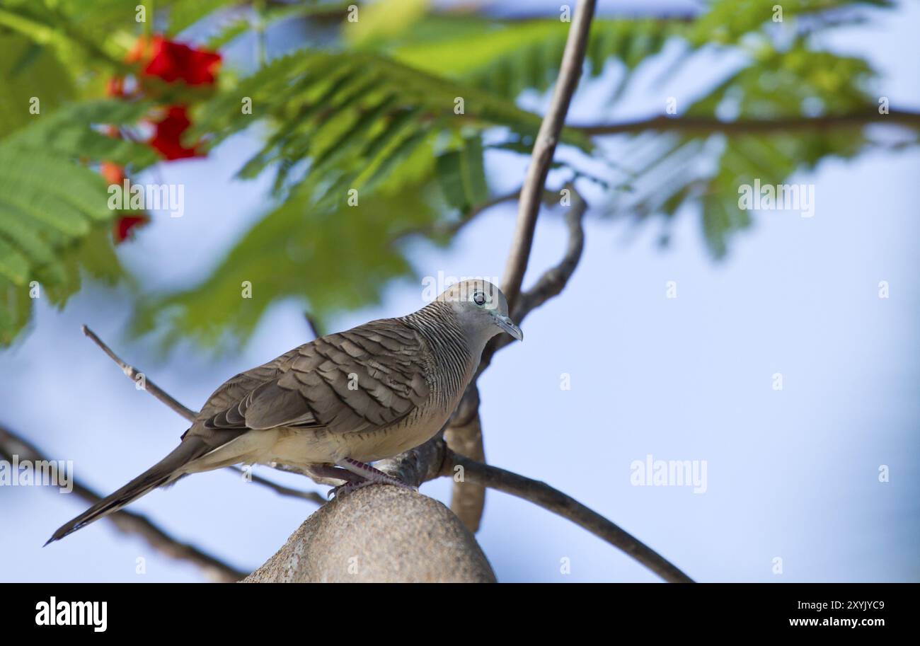 Barred Pigeon, Geopelia striata, zebra dove Stock Photo - Alamy
