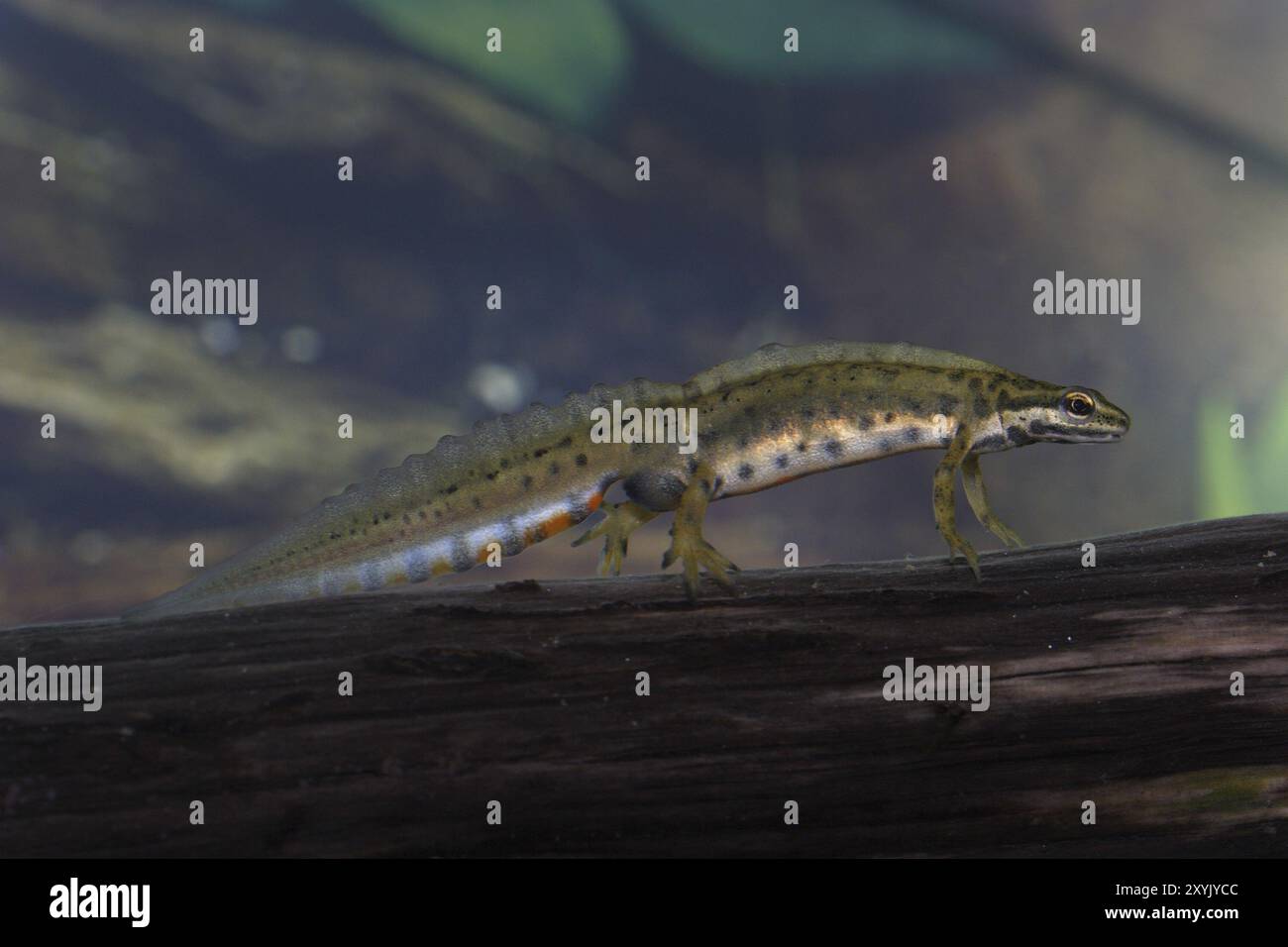 Pond newt, male, Lissotriton vulgaris, Syn.: Triturus vulgaris, smooth ...