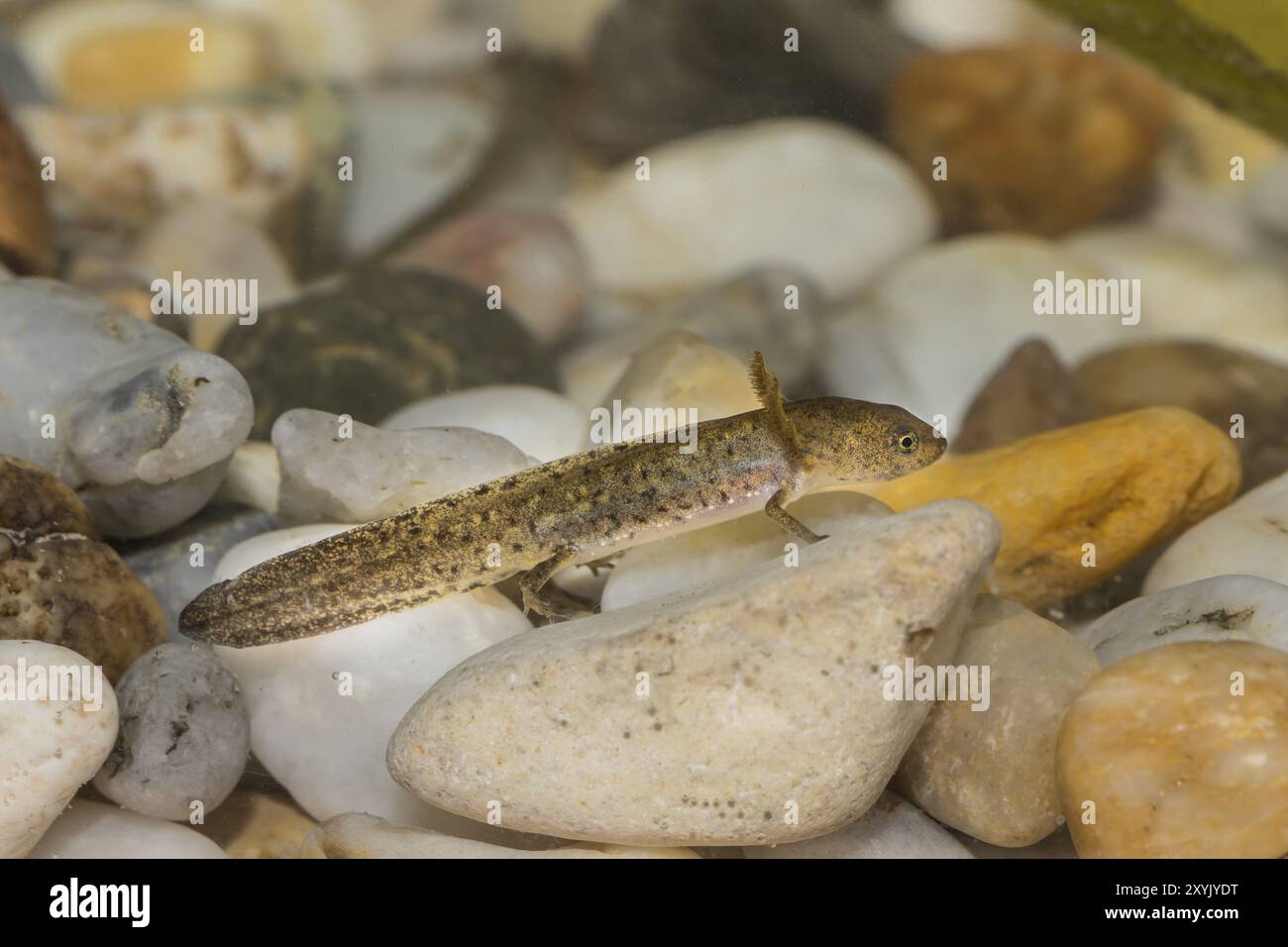 Pond newt larva, Lissotriton vulgaris, smooth newt Stock Photo - Alamy