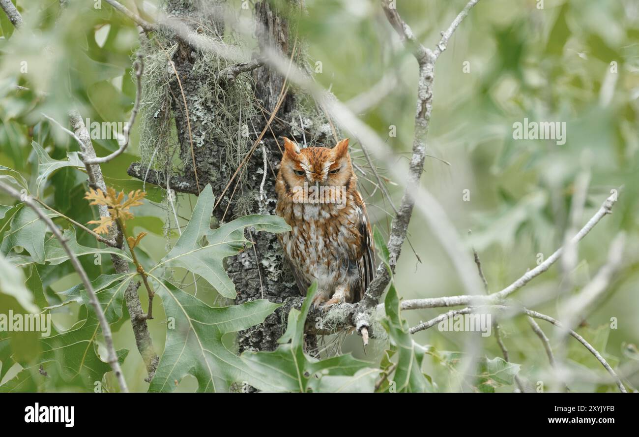 Female red rufous color phase eastern screech owl - Megascops Asio ...