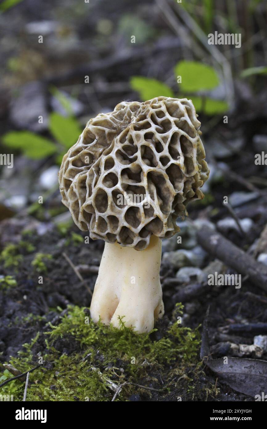 Edible morel, Morchella esculenta, common morel Stock Photo - Alamy