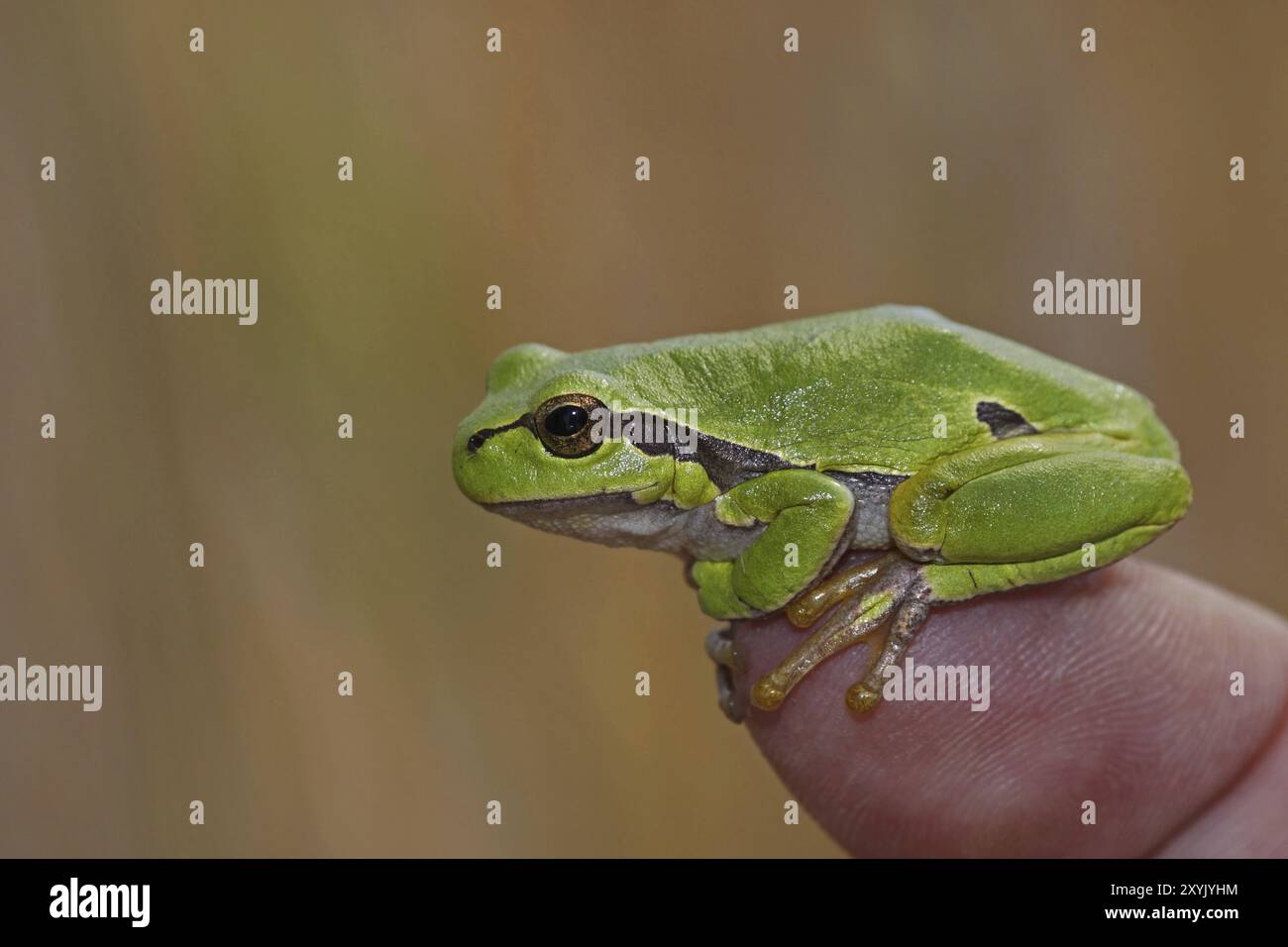 European holarctic true frog hi-res stock photography and images - Alamy