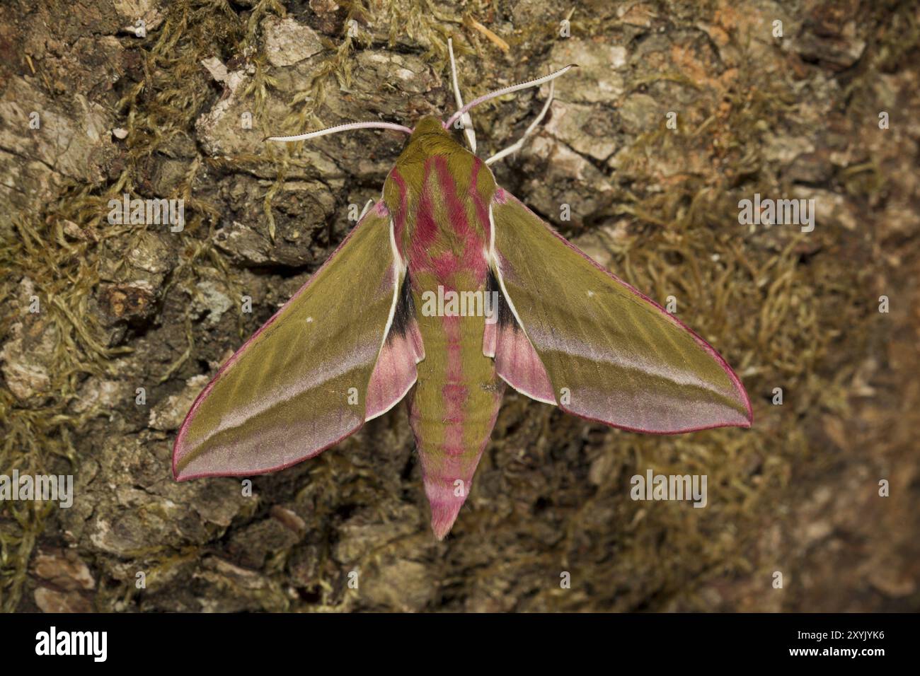Elephant hawk-moth, Deilephila elpenor, elephant hawk-moth Stock Photo ...