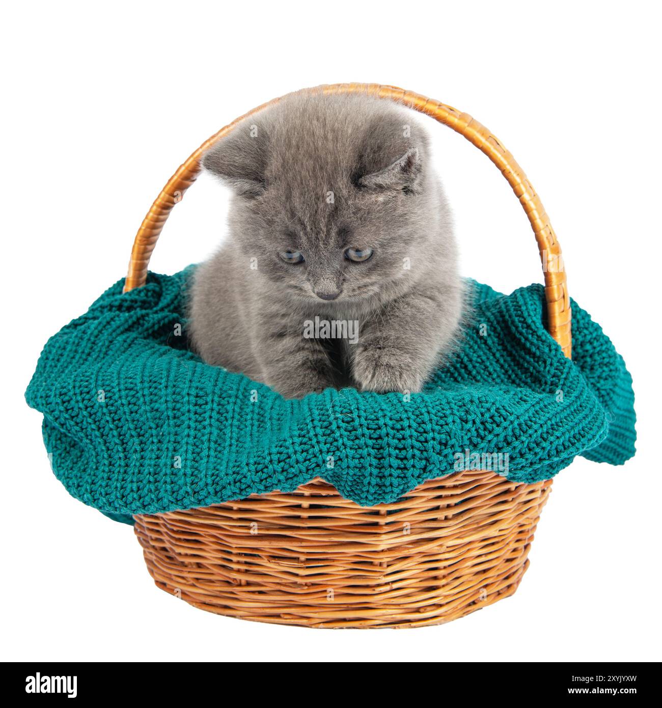 little british short hair blue kittens beautiful funny on white ...