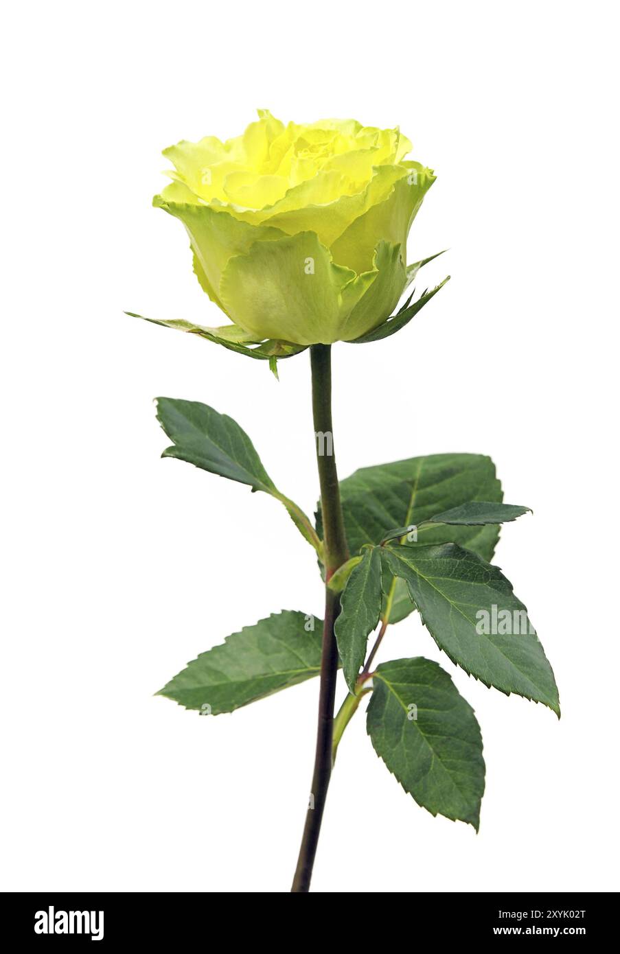 Rose isolated, Rose isolated 08 Stock Photo - Alamy