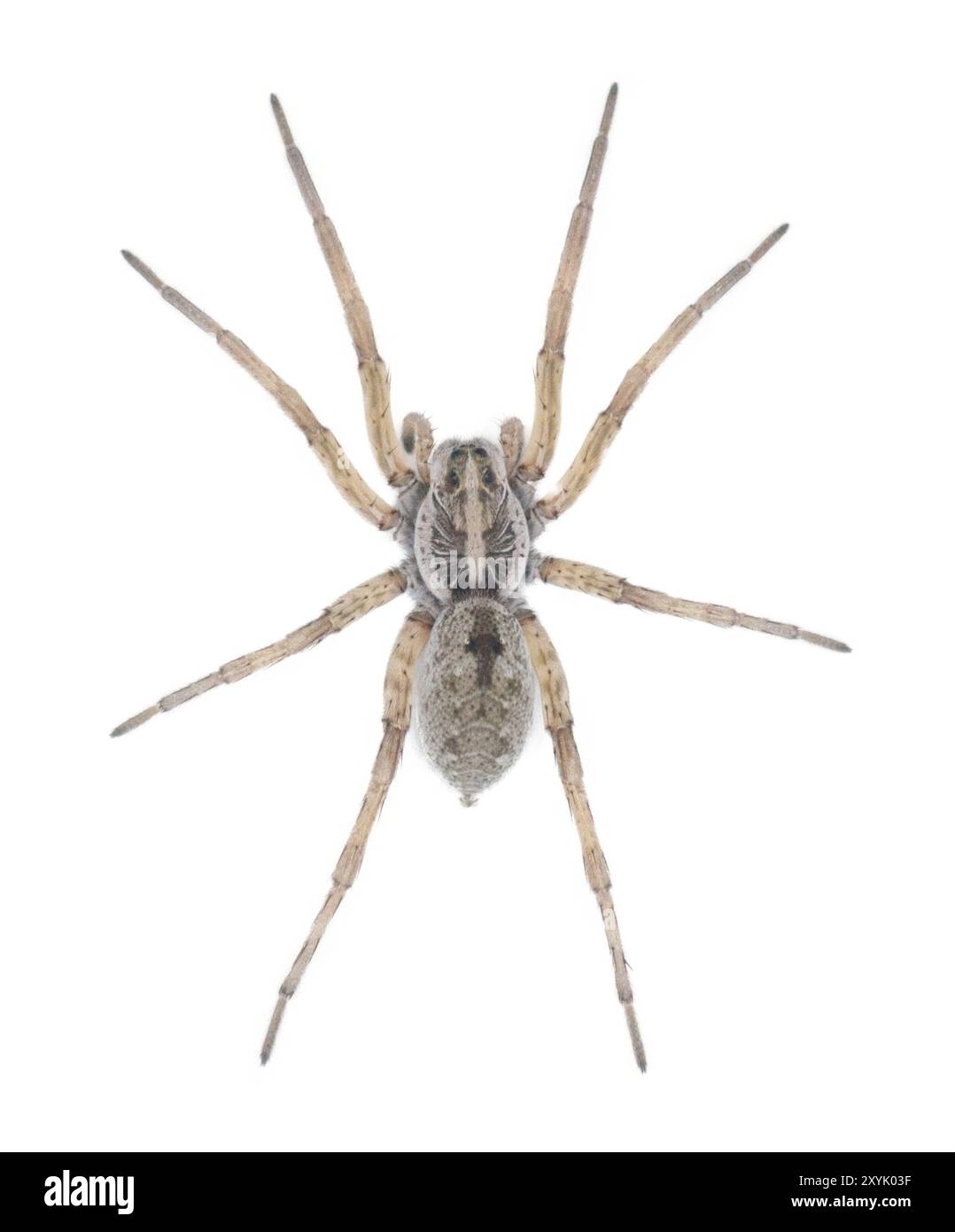 Large female wolf spider - Hogna lenta - facing camera, extreme detail ...