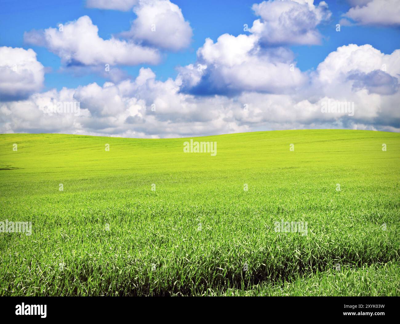 Green grass field over cloudy blue sky in the sun lite Stock Photo - Alamy
