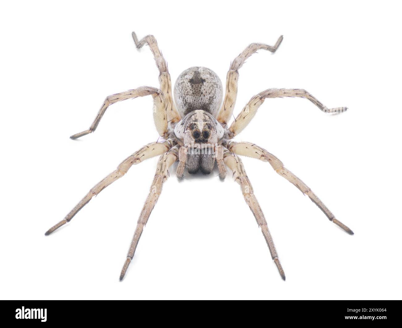Large female wolf spider - Hogna lenta - facing camera, extreme detail ...