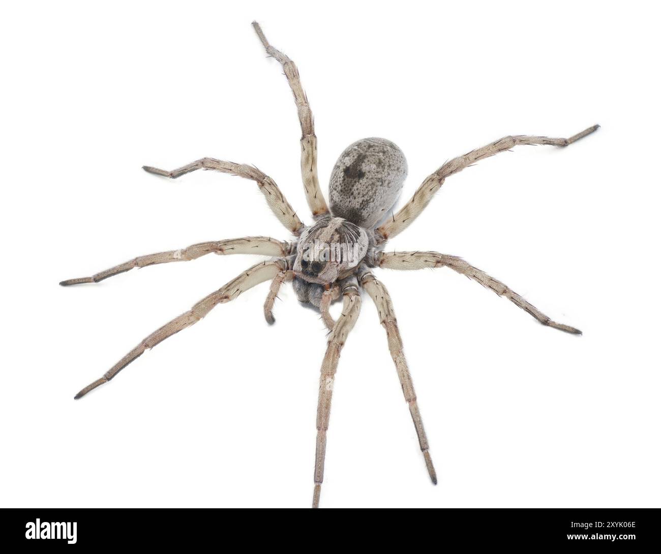 Detail view female eyes Cut Out Stock Images & Pictures - Alamy