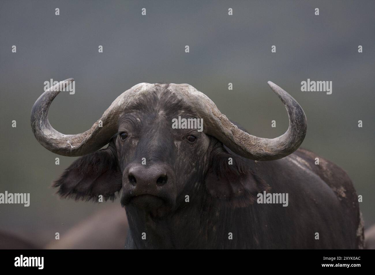 African buffalo from air hi-res stock photography and images - Alamy