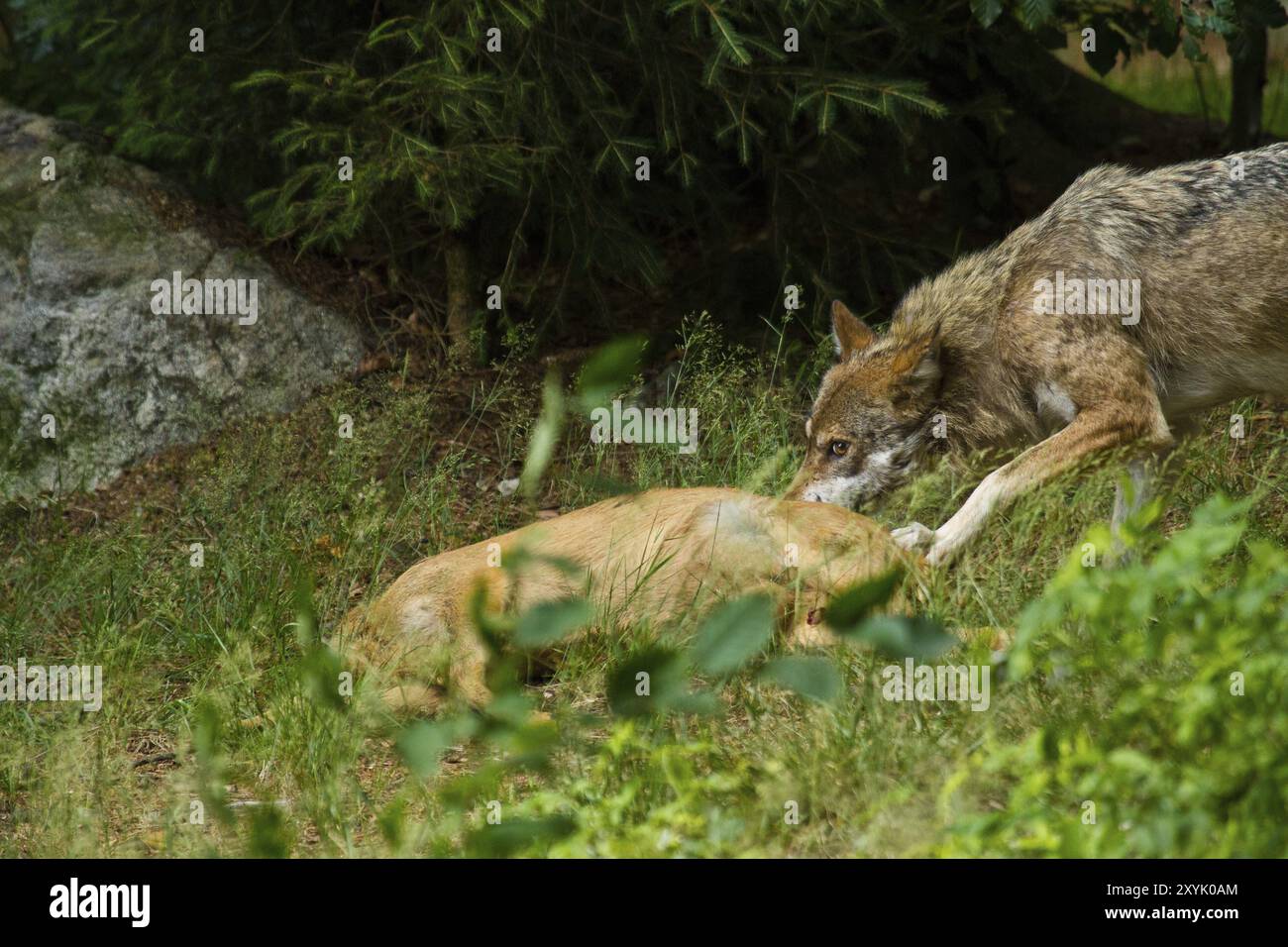 Wolf or grey gray wolf (Canis lupus) with prey Stock Photo - Alamy