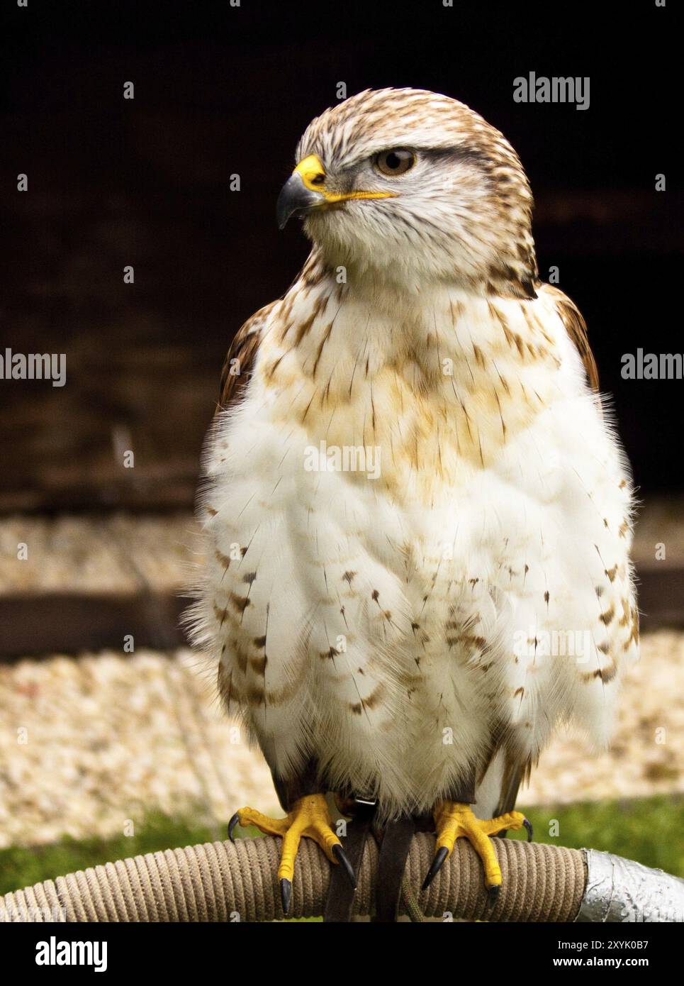 Royal Rough-legged Hawk (Buteo regalis), Royal Rough-legged Hawk Stock ...