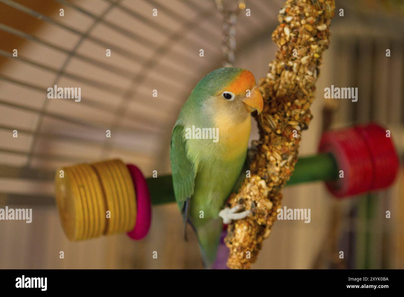 Rosy faced lovebirds agapornis roseicollis hi-res stock photography and ...