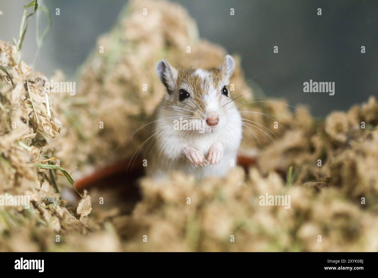 Mongolian gerbil (Meriones), gerbil, gerbil rat Stock Photo - Alamy
