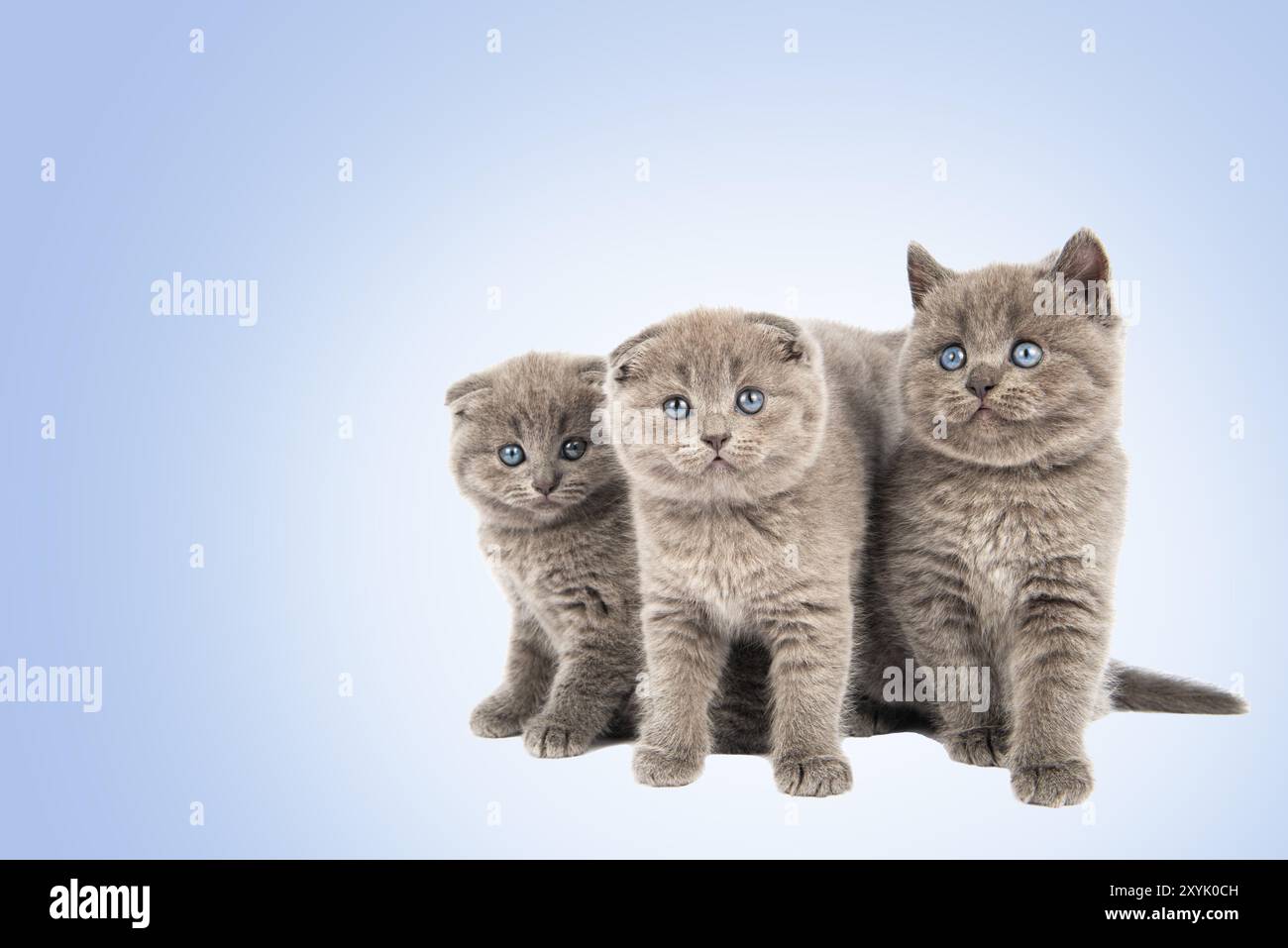 little british short hair blue kittens beautiful funny Stock Photo - Alamy