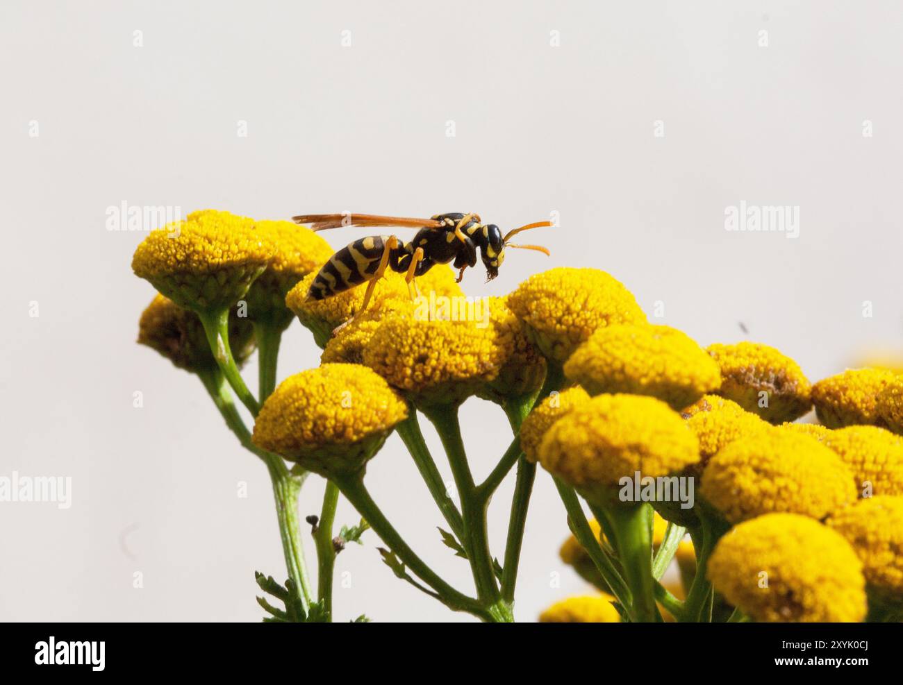 Large wasp species hi-res stock photography and images - Alamy