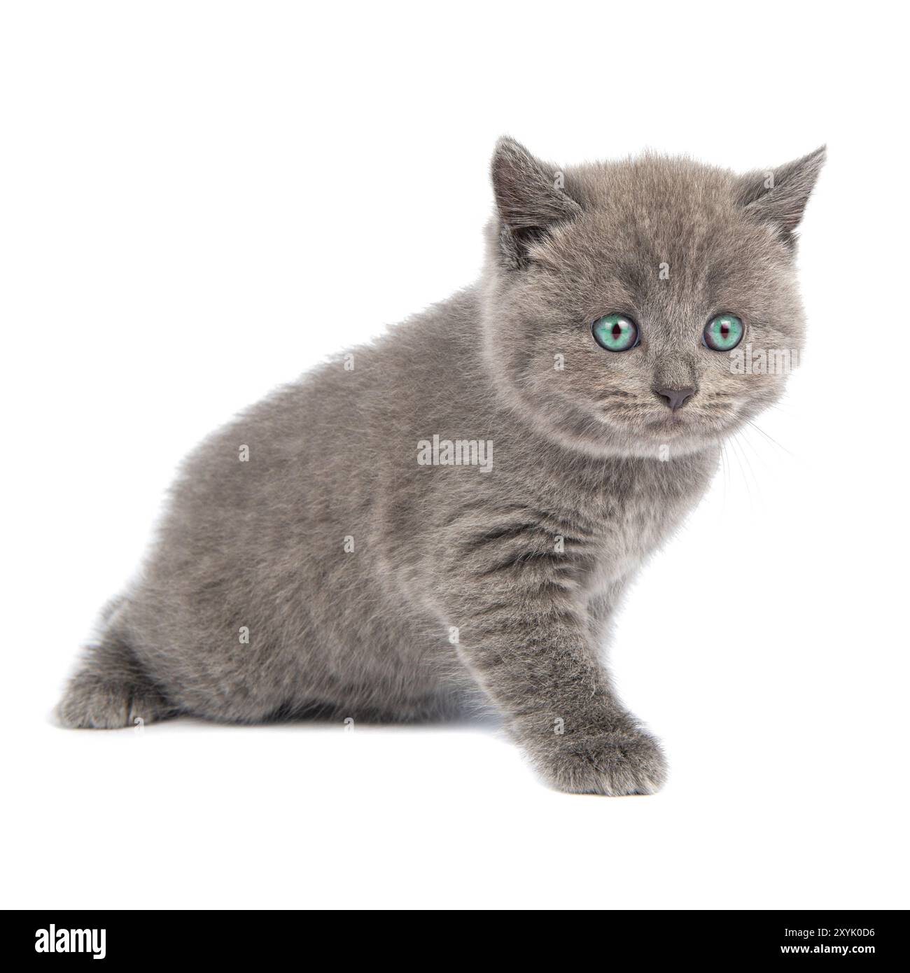 Beautiful cat british scottish fold Cut Out Stock Images & Pictures - Alamy