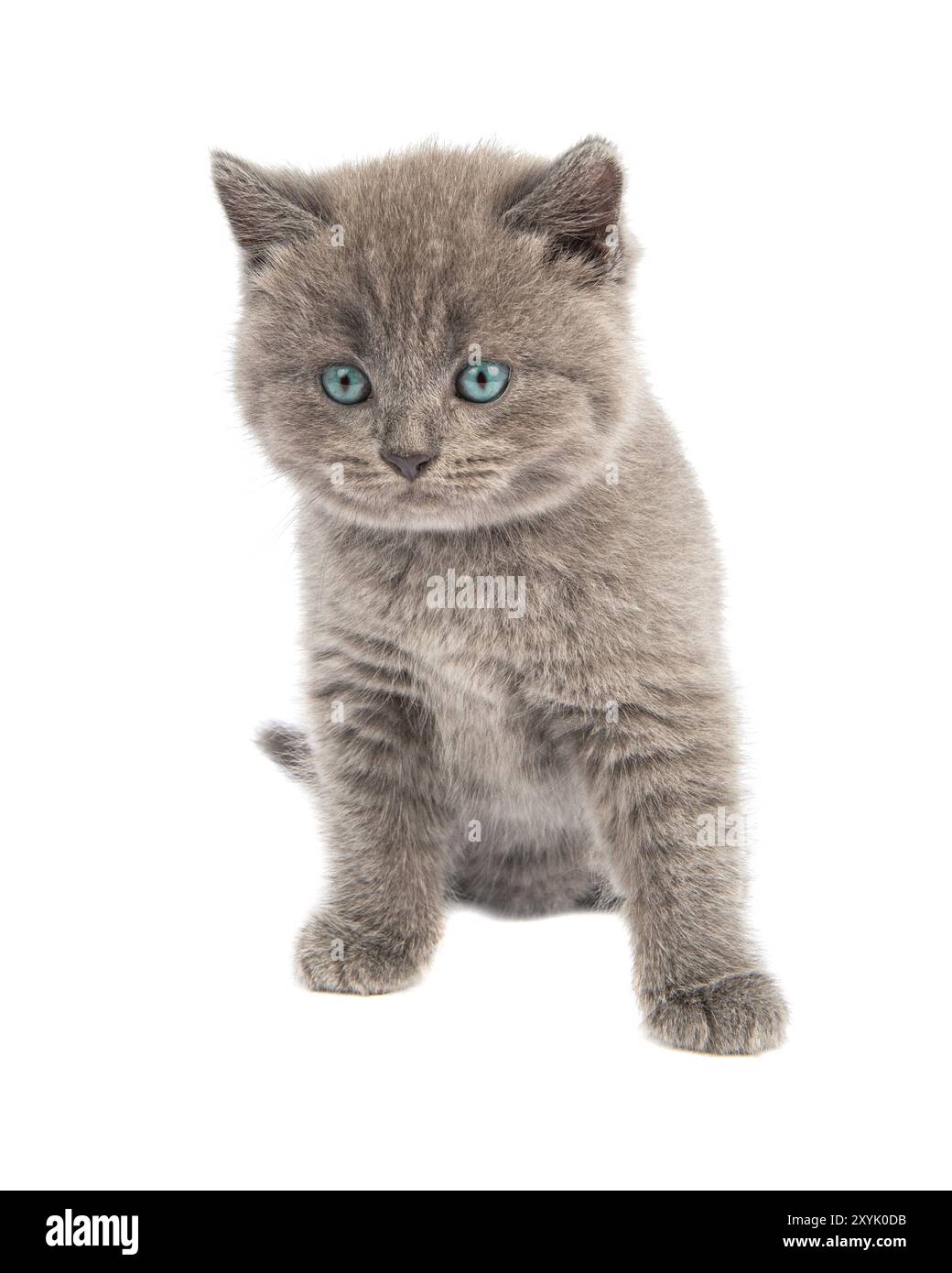 Gray Scottish Fold Cat sits on white background . A playful kitten ...