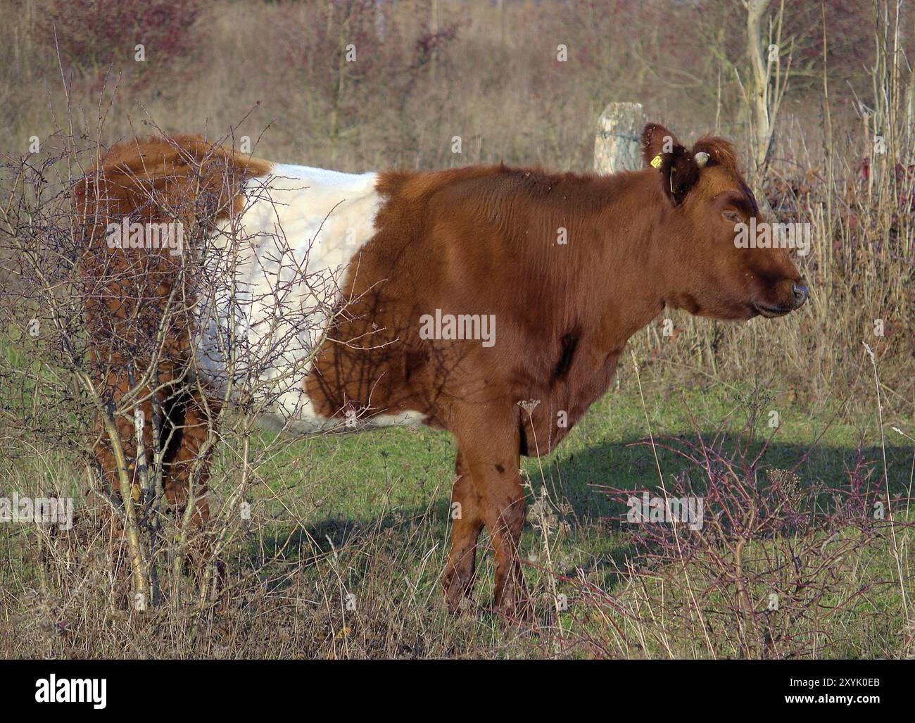 Lakenvelder cattle, used for grazing in a nature reserve Dutch belted ...