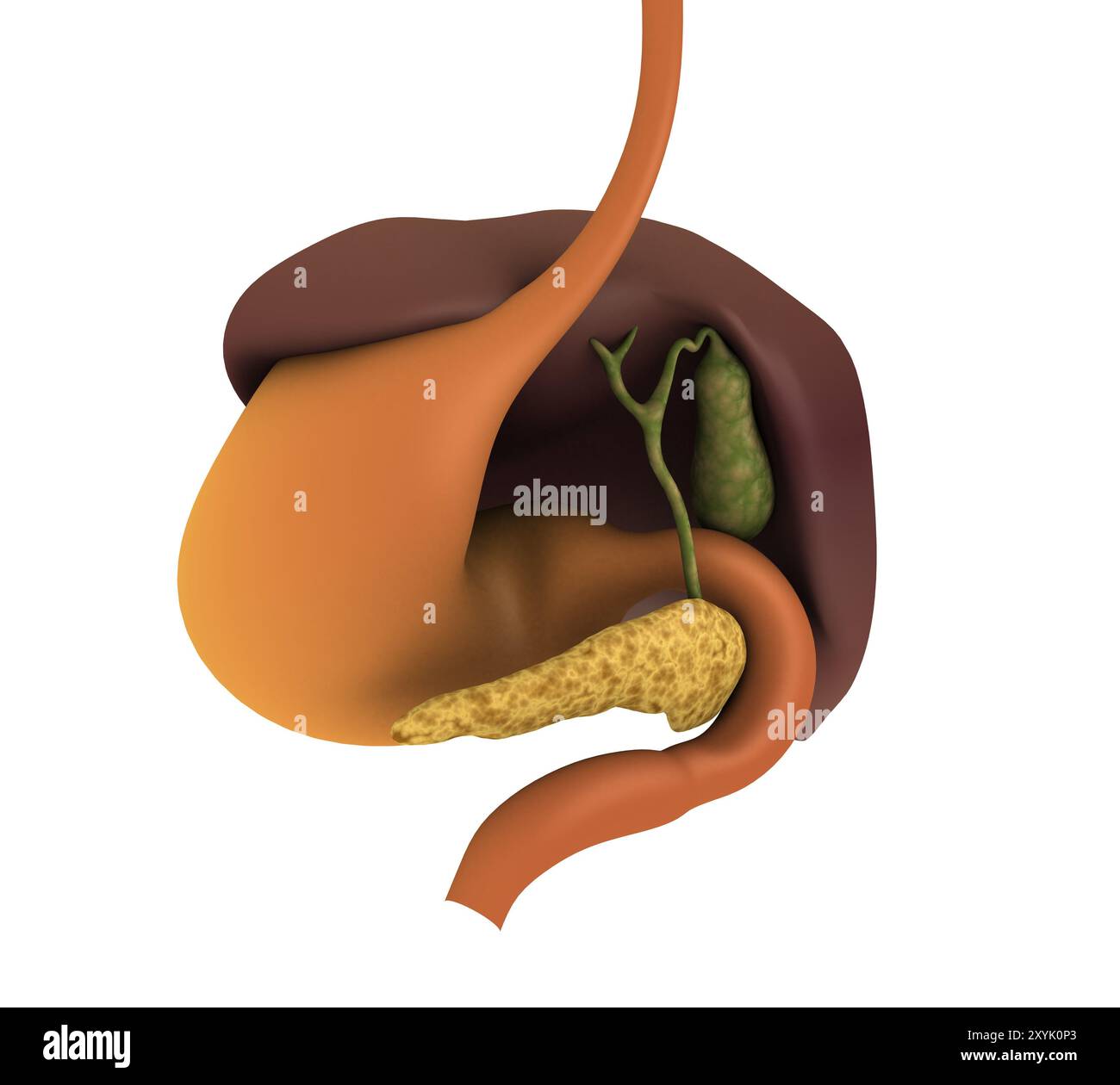 Human liver photograph Cut Out Stock Images & Pictures - Alamy