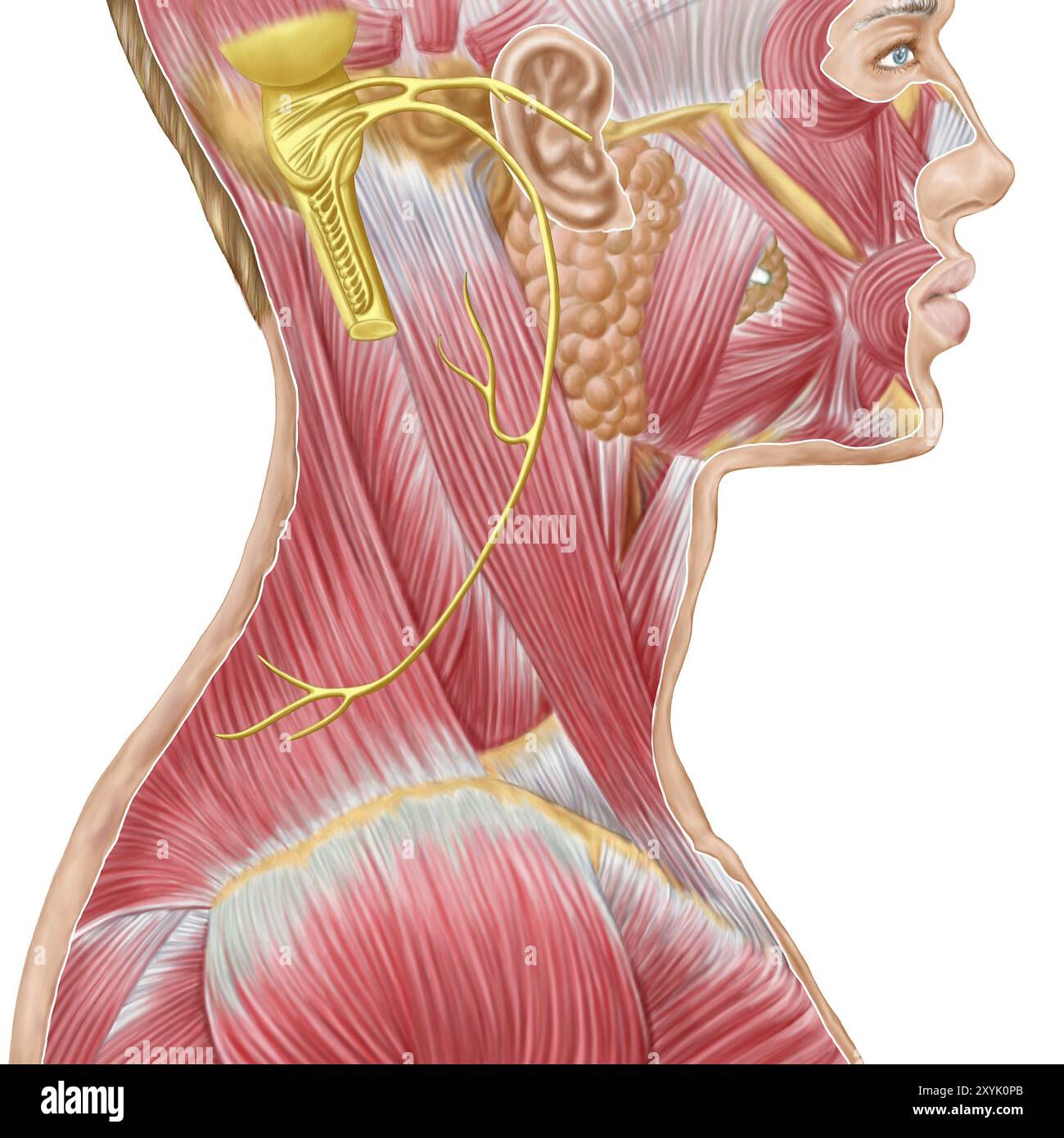 Accessory Nerve Accessory Nerve Hi Res Stock Photography And Images