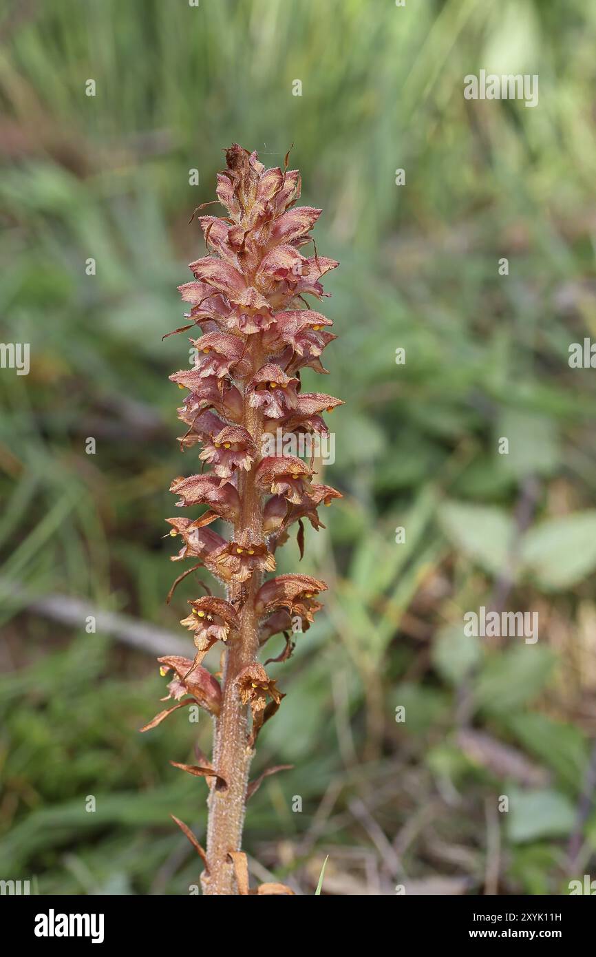 Greater broomrape (Orobanche rapum-genistae), a subspecies of the ...