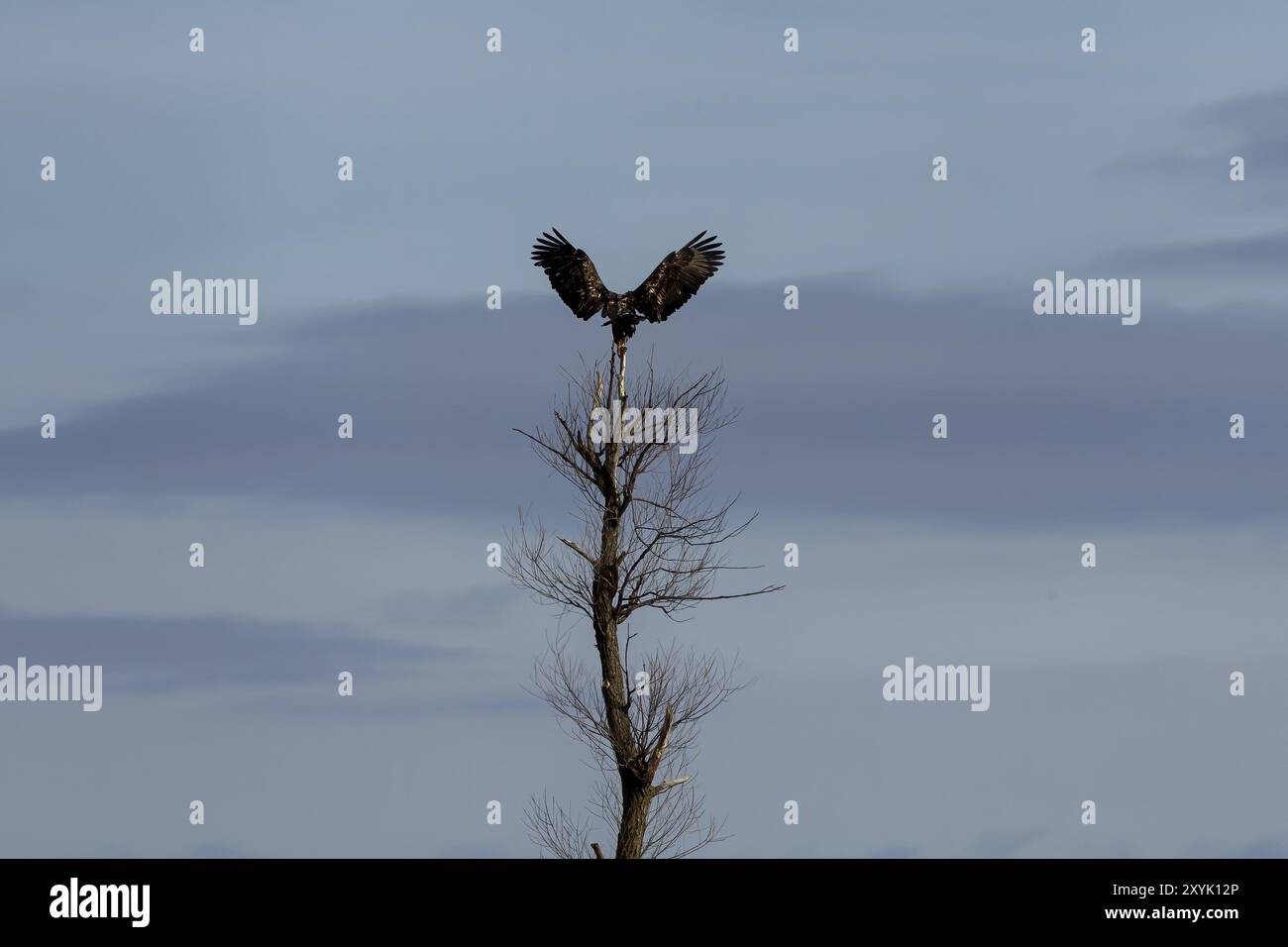 Landing young eagle on top of a tree Stock Photo - Alamy