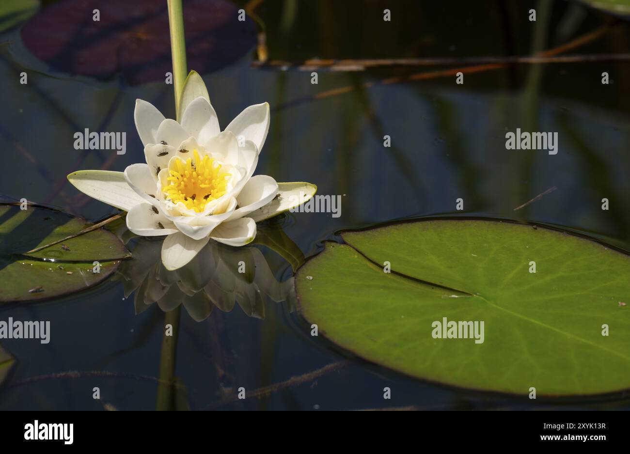 European white water lily (Nymphaea alba), insects, water, Lower ...