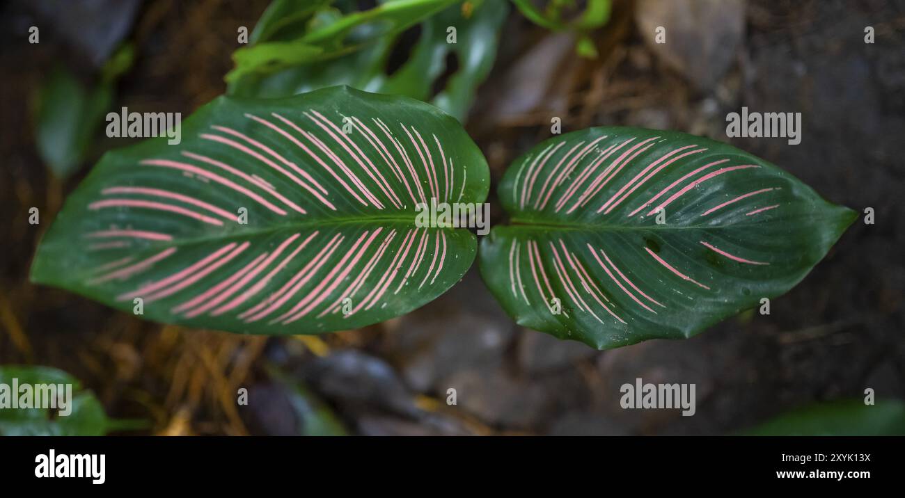 Calathea rosy hi-res stock photography and images - Alamy