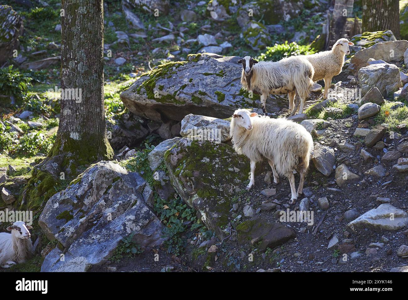 Three sheep standing on stony ground in the forest, Palea Roumata ...