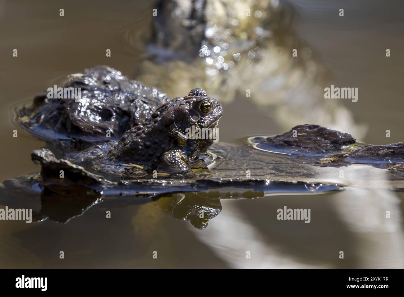 The eastern American toad (Anaxyrus americanus americanus) Subspecies ...