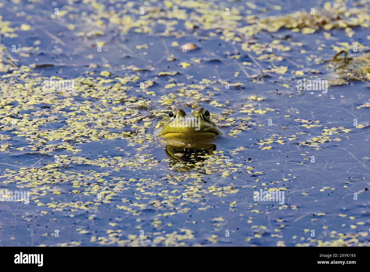 Lithobates sylvaticus or Rana sylvatica, commonly known as the wood ...