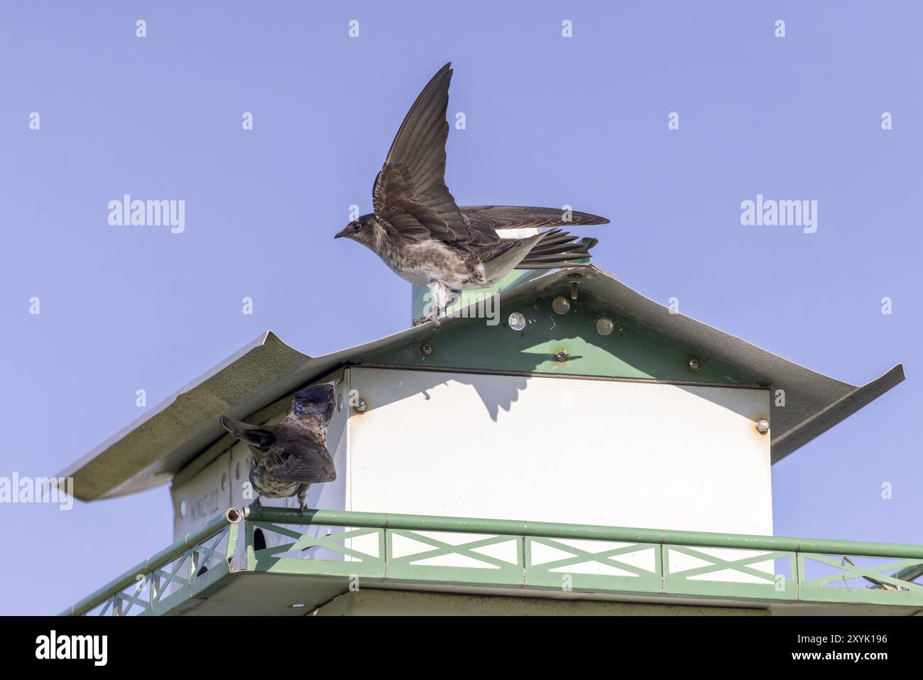 The purple martin (Progne subis), birds occupy nest boxes. Natural ...