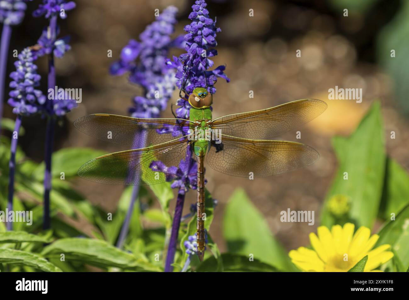 Scene from Wisconsin botanical garden Stock Photo - Alamy