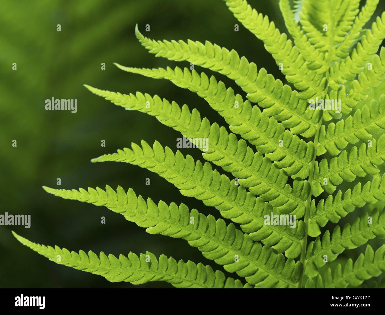 True worm fern hi-res stock photography and images - Alamy