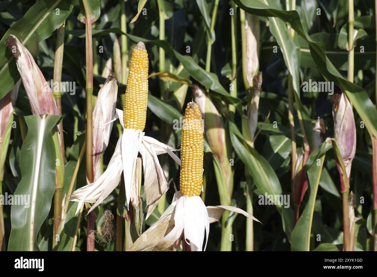Corn (Zea mays), grain, two, corn field, Germany, Two corn cobs are ...