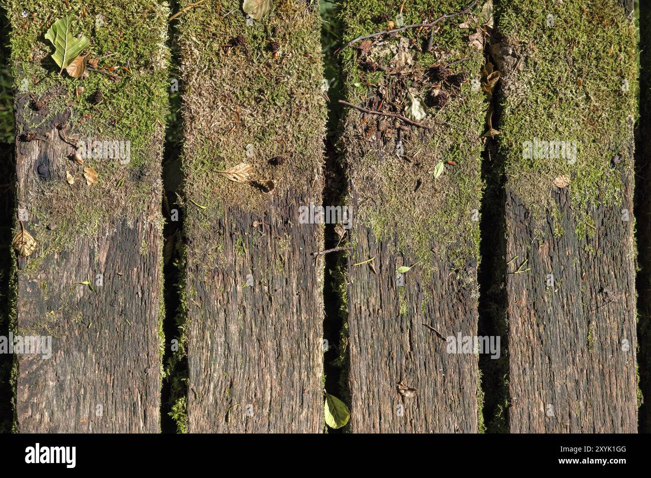 Old rotten wooden boards overgrown with moss as a background Stock ...