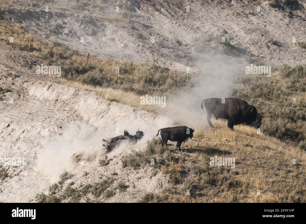 An American Bison takes a dust bath in Hayden Valley, Yellowstone ...