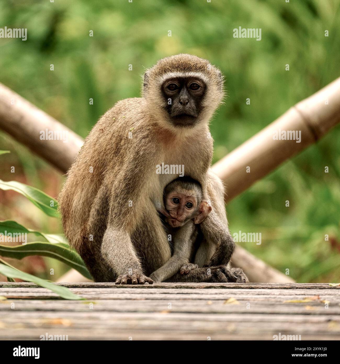 Child holding monkey hi-res stock photography and images - Alamy