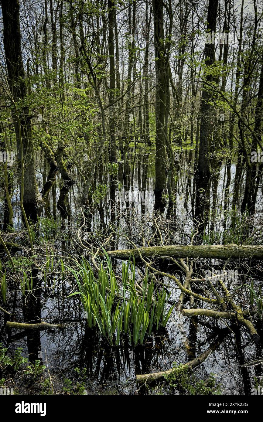 Ochsenmoor nature reserve, flooded, water, flood, climate, climate ...