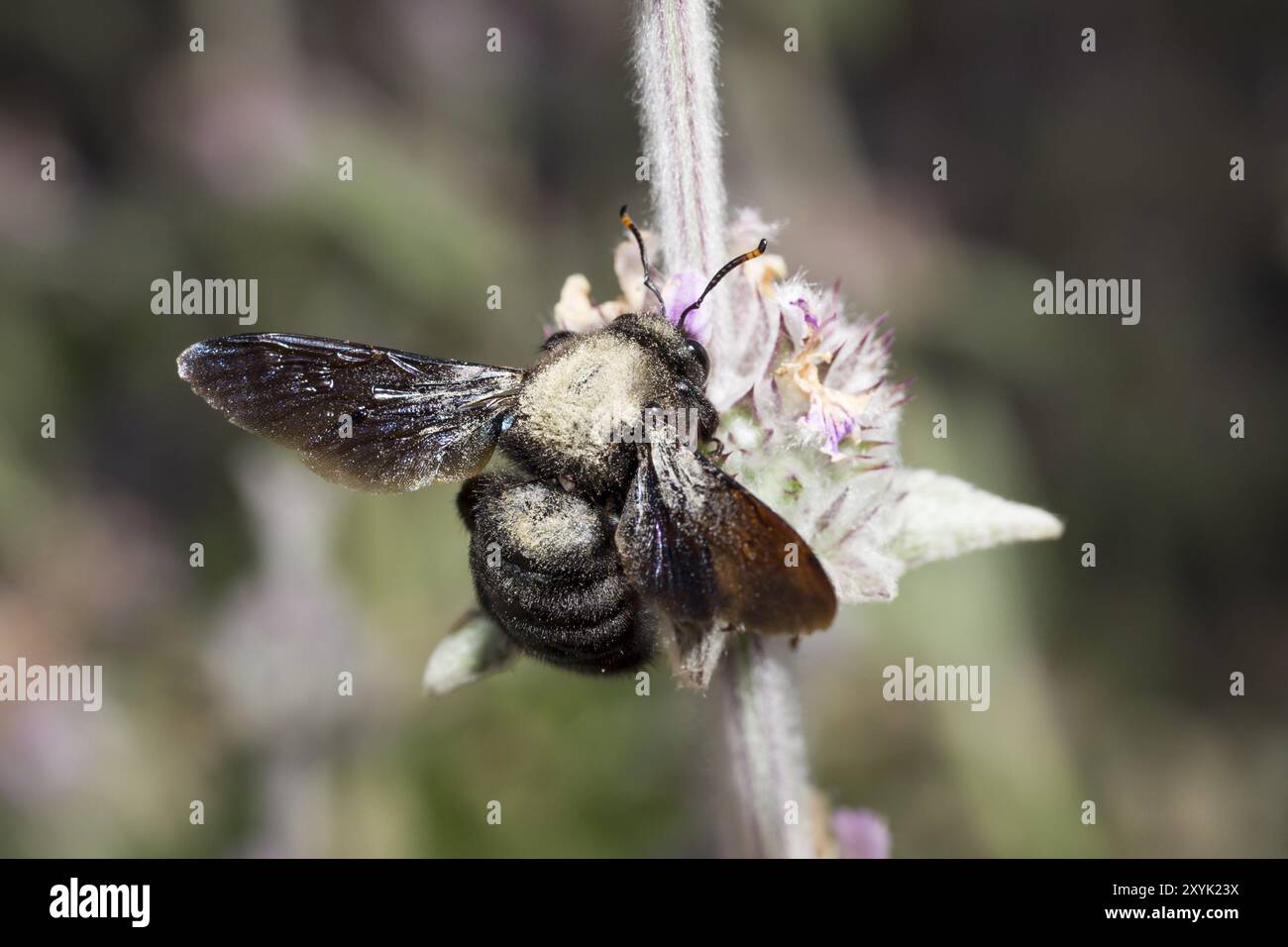 Violet carpenter bee, Xylocopa violacea, violet carpenter bee Stock ...