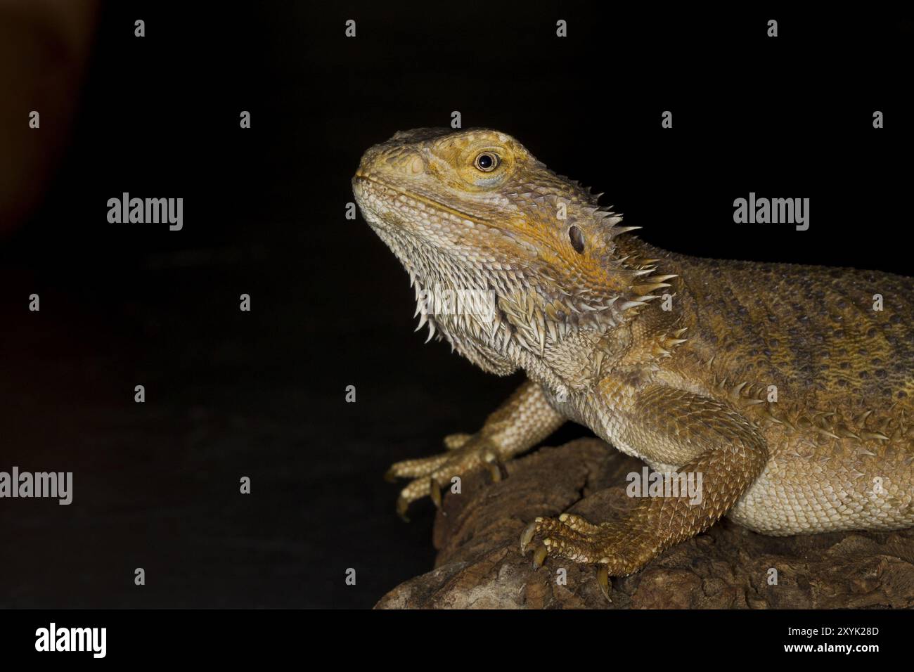 Bartagame, Pogona, bearded dragons Stock Photo - Alamy