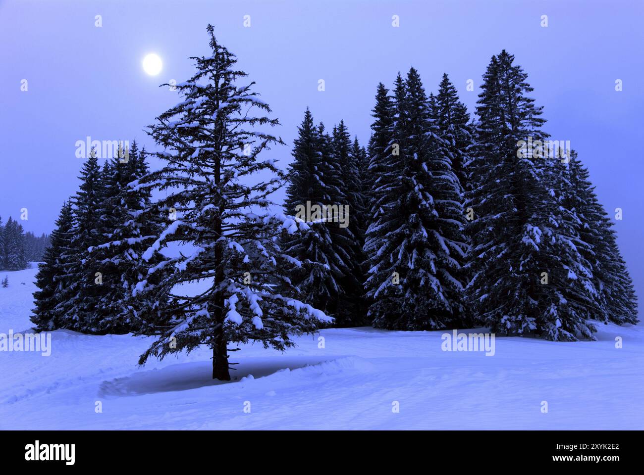 Conifer trees and moon hi-res stock photography and images - Alamy