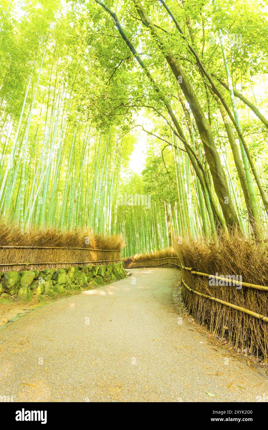 Bending, twisting footpath road lined with hay fence and soaring bamboo ...